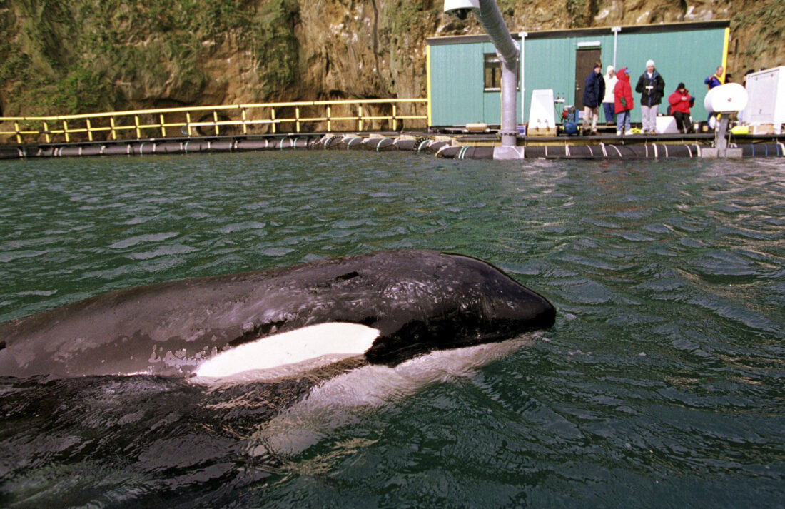 Caregivers: Returning orca Lolita to Northwest is risky | News, Sports ...